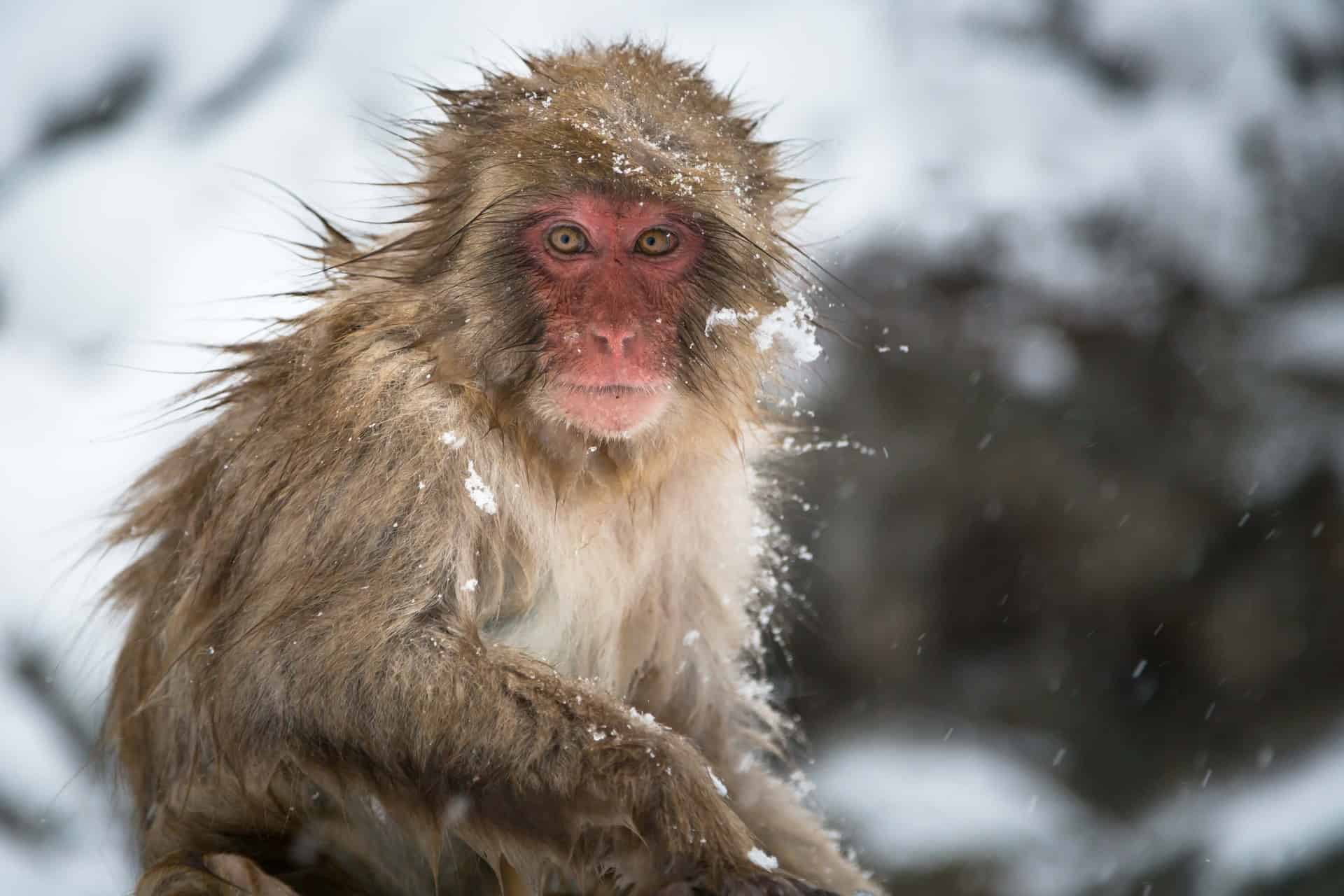 Does it snow in Japan? - A Day Of Zen
