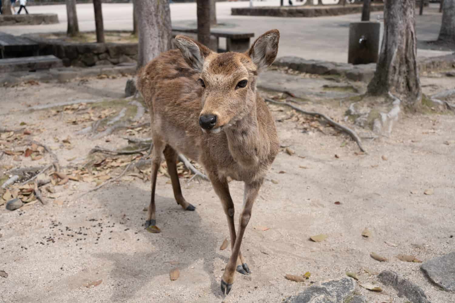 Is Miyajima Worth Visiting? - A Day Of Zen