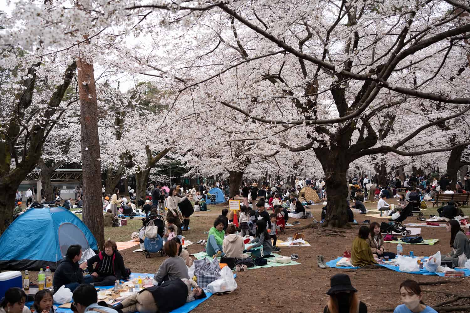 Why is Japan So Crowded? (And 9 Ways to Avoid Everyone!) - A Day Of Zen