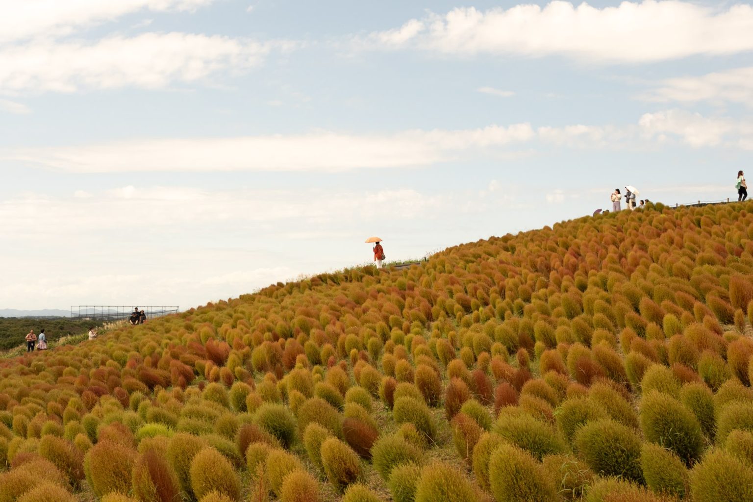 Hitachi Seaside Park - A Day Of Zen