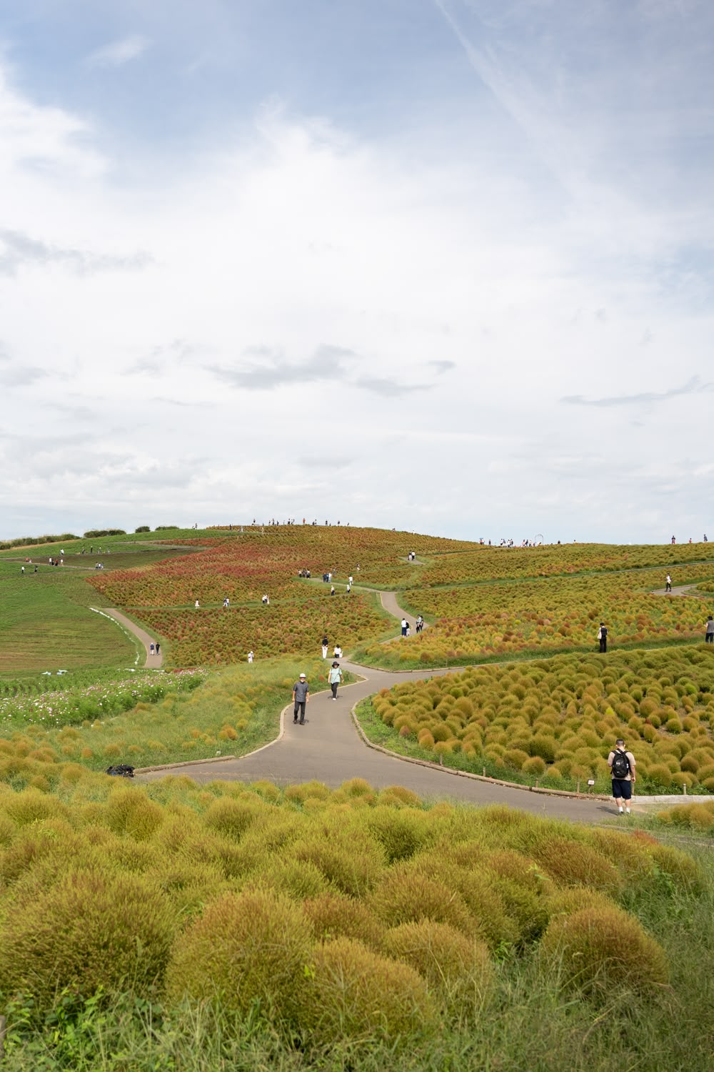 Hitachi Seaside Park - A Day Of Zen