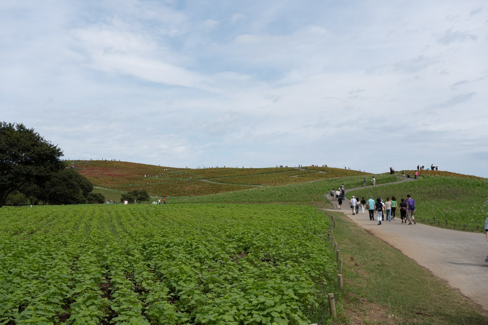 Hitachi Seaside Park - A Day Of Zen